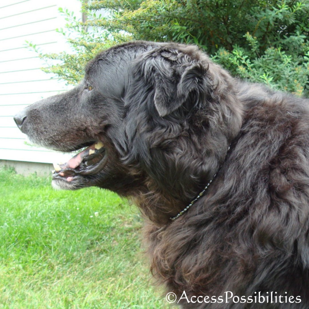 Handcrafted Magnetite Magnetic Pet Collars | Access Possibilities